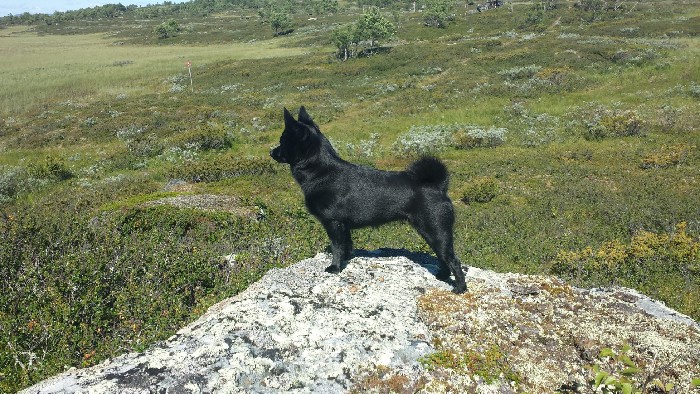 Våra hundar :: ICKS kennel