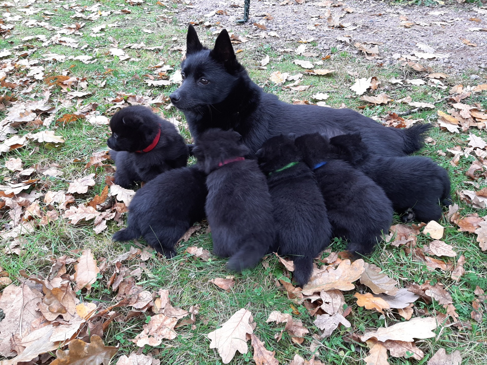 Valp från ICKS :: ICKS kennel